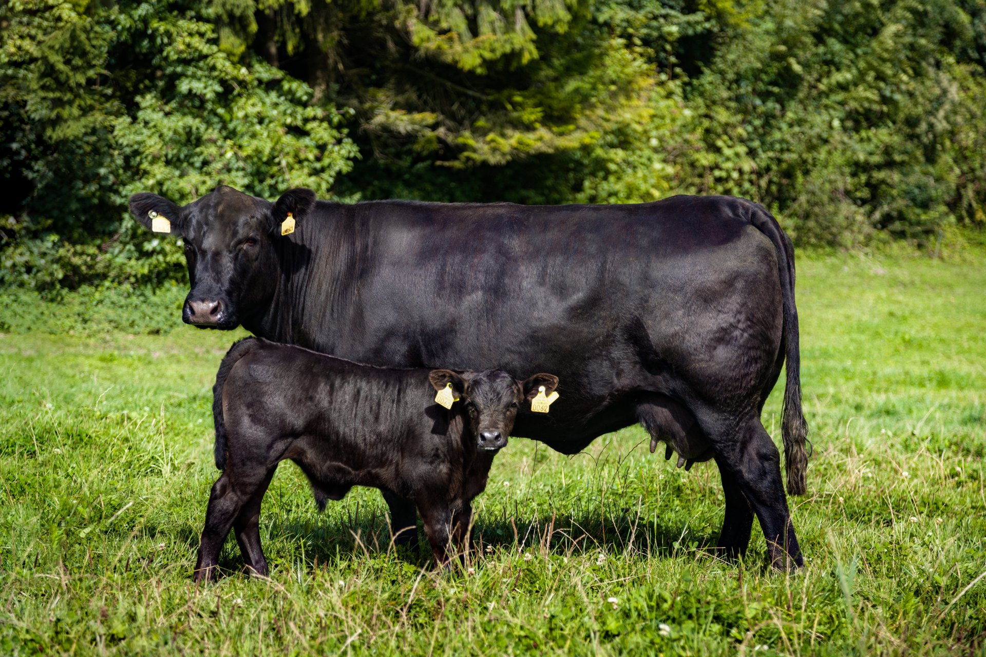 Swiss Black Angus: Rindfleisch aus Mutterkuhhaltung